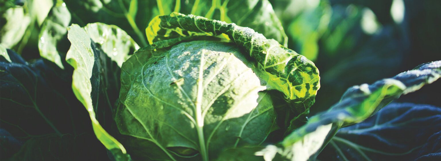 Seniors Farmers Market Nutrition Program | We Got You Illinois
